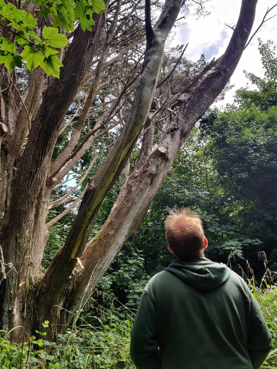 About - The Tree Arena